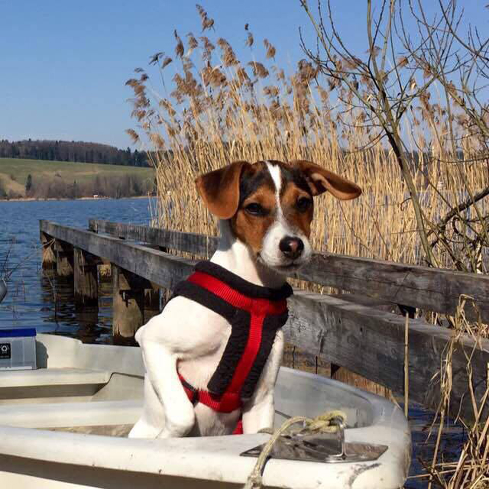 Gardhund I Was der Dansky so braucht